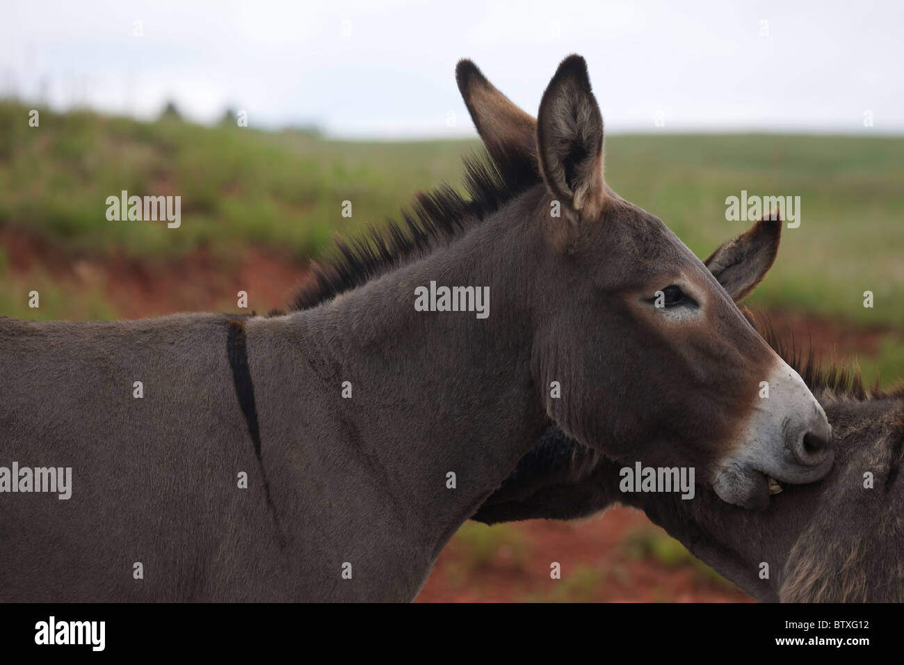 Feral Burro or Donkey (Equus asinus) (Equus africanus asinus) - Custer ...