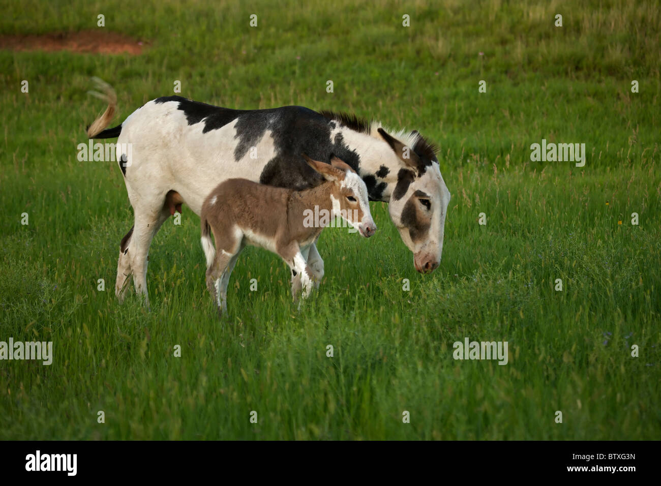 Feral Burro or Donkey (Equus asinus) (Equus africanus asinus) - Mother ...