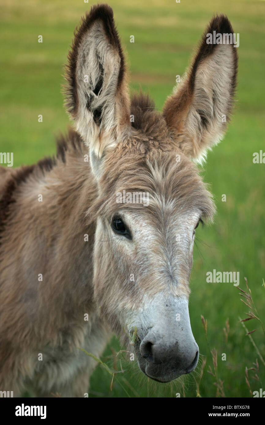 Feral Burro or Donkey (Equus asinus) (Equus africanus asinus) - Custer ...