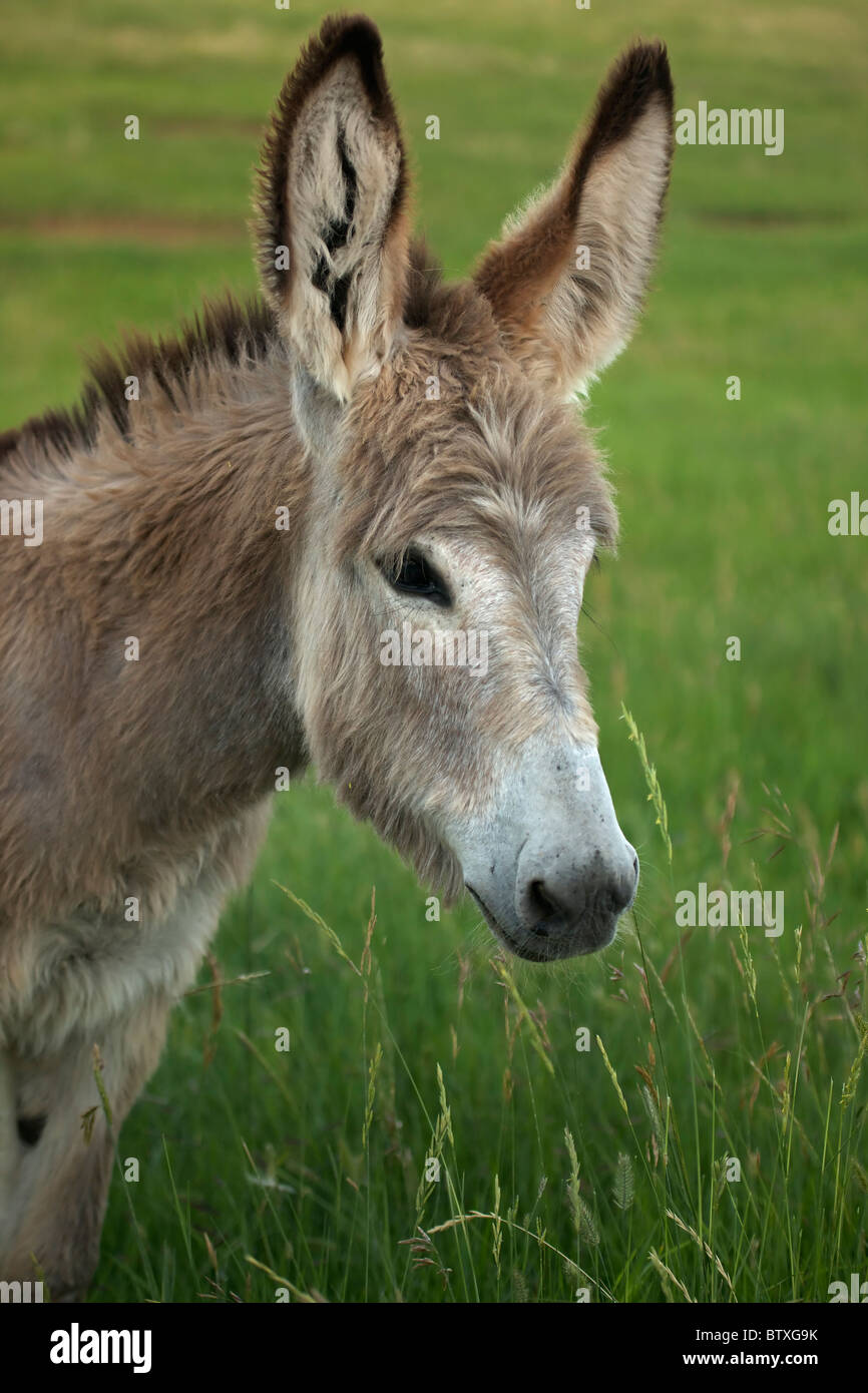 Feral Burro or Donkey (Equus asinus) (Equus africanus asinus) - Custer ...