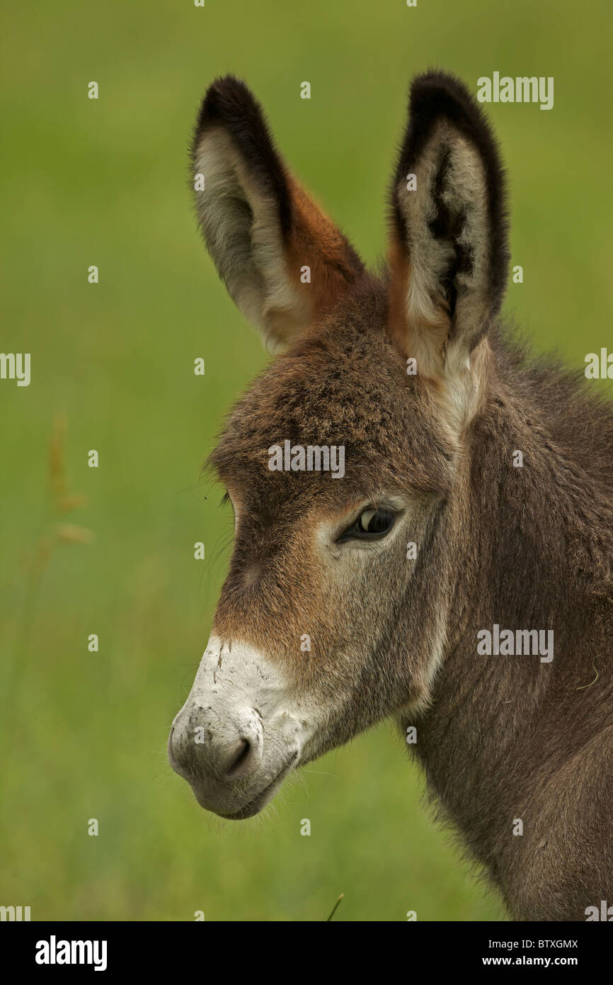 Feral Burro or Donkey (Equus asinus) (Equus africanus asinus) - Custer ...