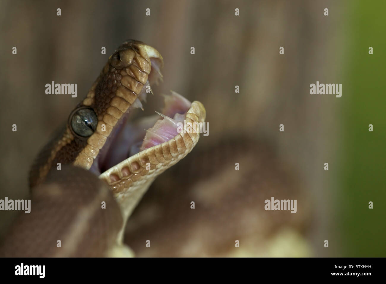 Rough-scaled Python (Morelia carinata) Defensive posture - Australia ...