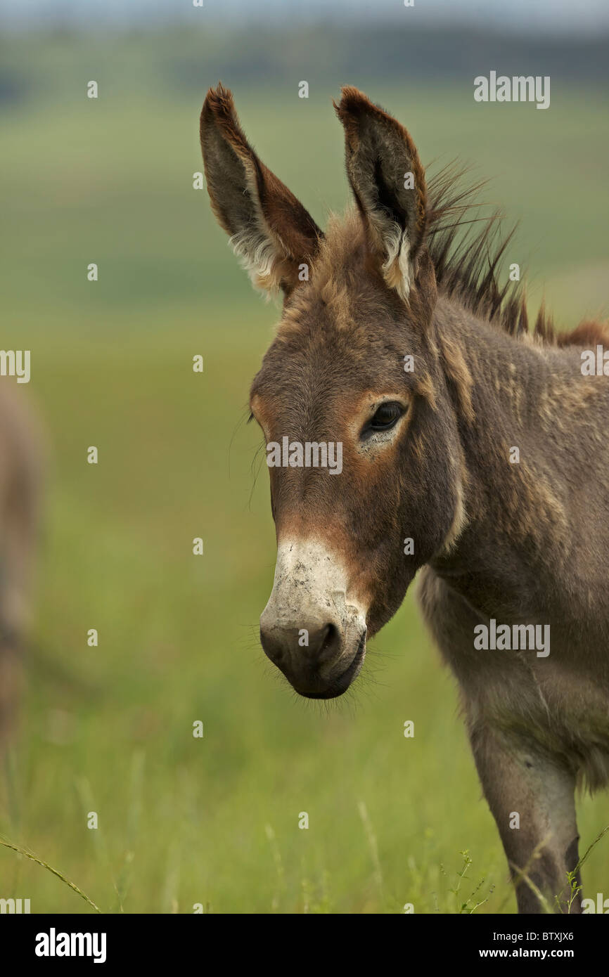Feral Burro or Donkey (Equus asinus) (Equus africanus asinus) - Custer ...
