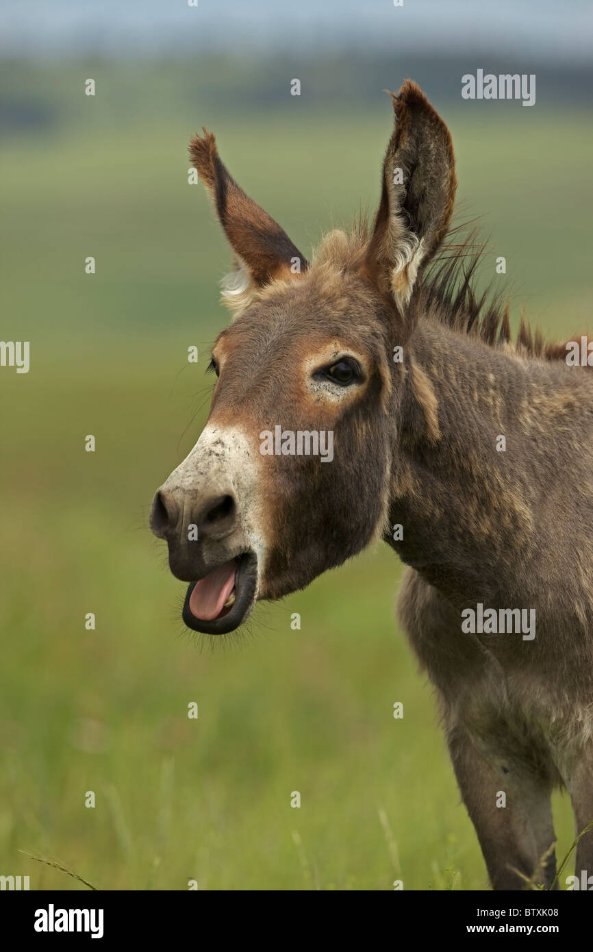 Feral Burro or Donkey (Equus asinus) (Equus africanus asinus) - Custer ...