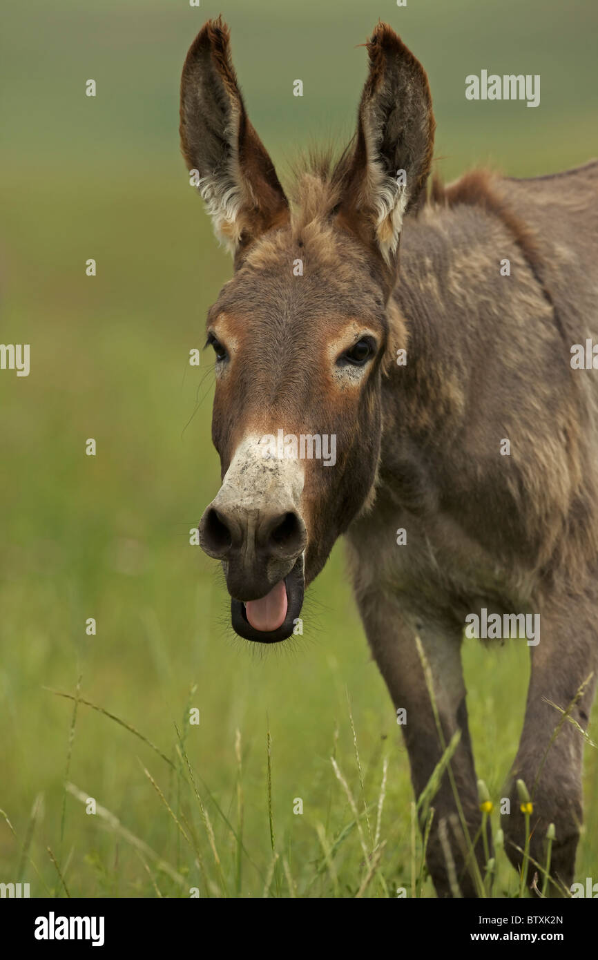 Feral Burro or Donkey (Equus asinus) (Equus africanus asinus) - Custer State Park - South Dakota ...