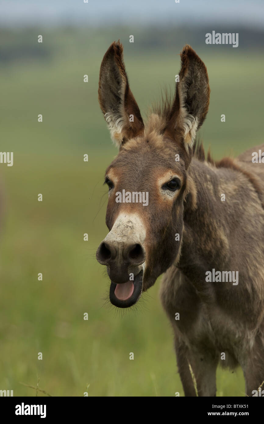 Feral Burro or Donkey (Equus asinus) (Equus africanus asinus) - Custer ...