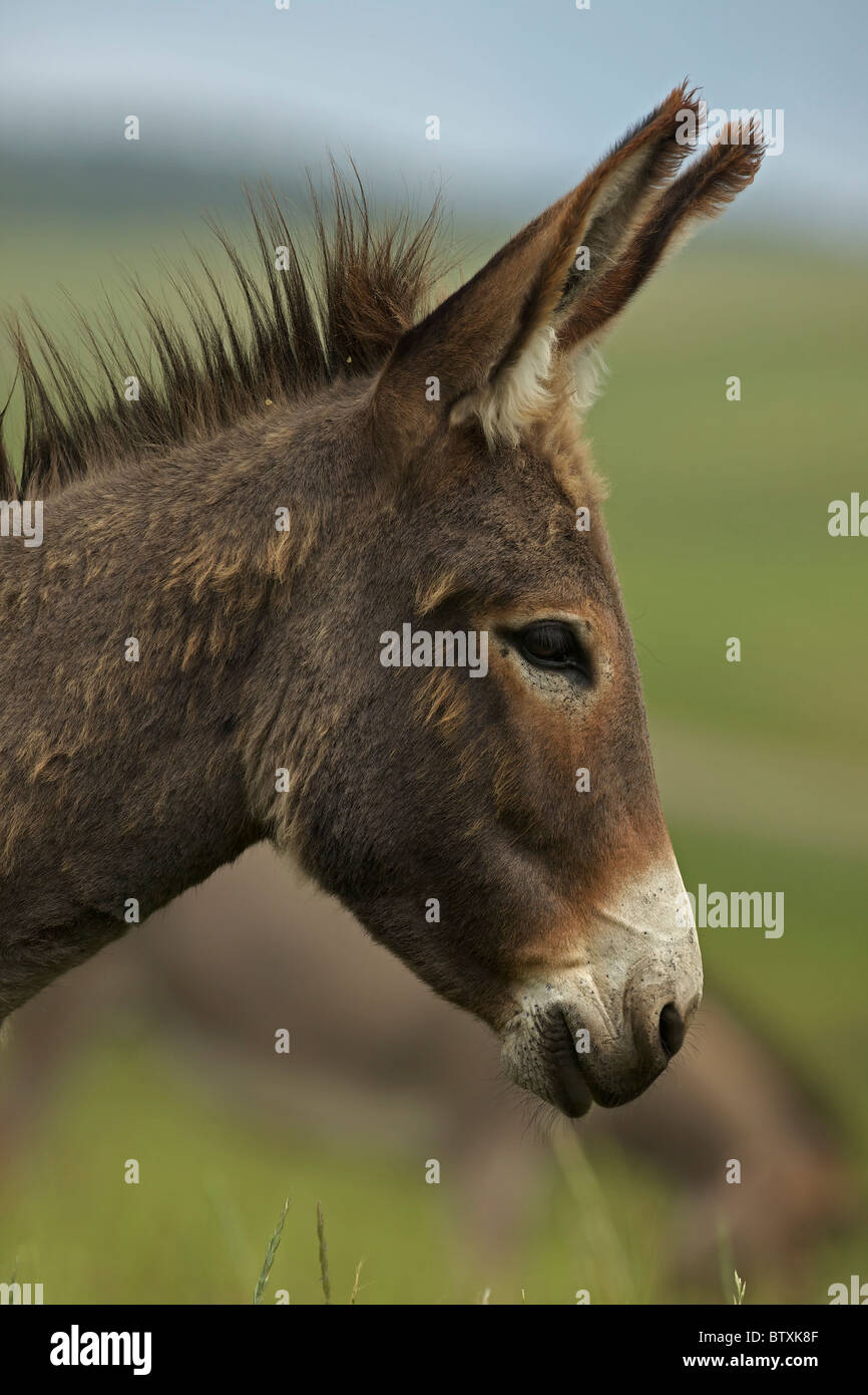 Feral Burro or Donkey (Equus asinus) (Equus africanus asinus) - Custer State Park - South Dakota ...