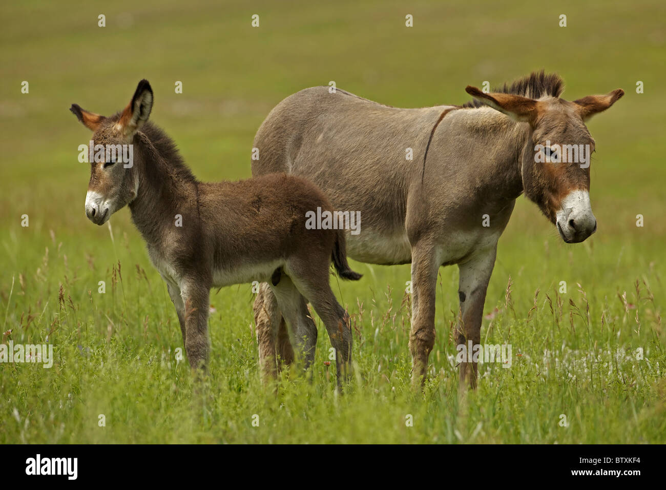 Feral Burro or Donkey (Equus asinus) (Equus africanus asinus) - Custer State Park - South Dakota ...