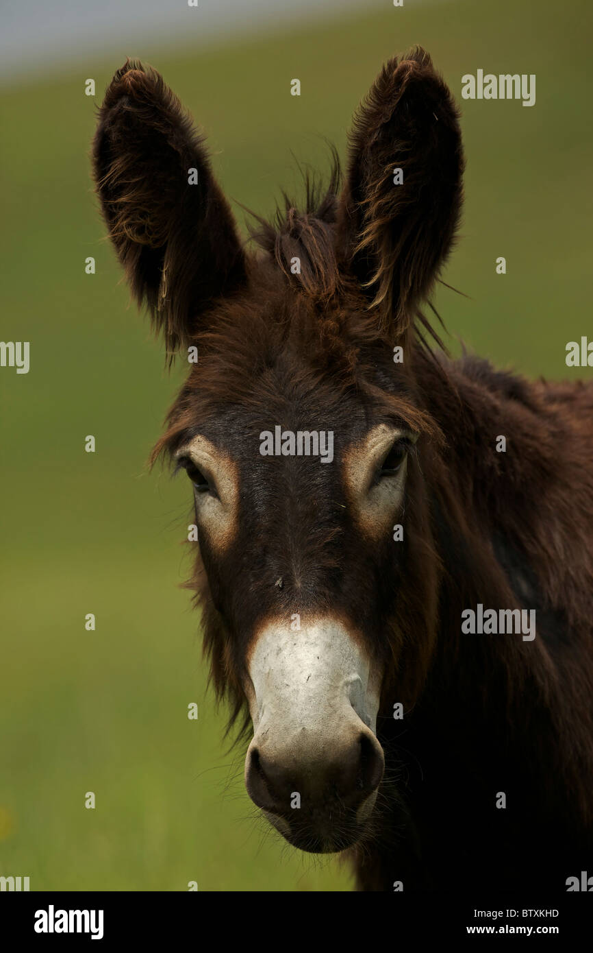 Feral Burro or Donkey (Equus asinus) (Equus africanus asinus) - Custer ...