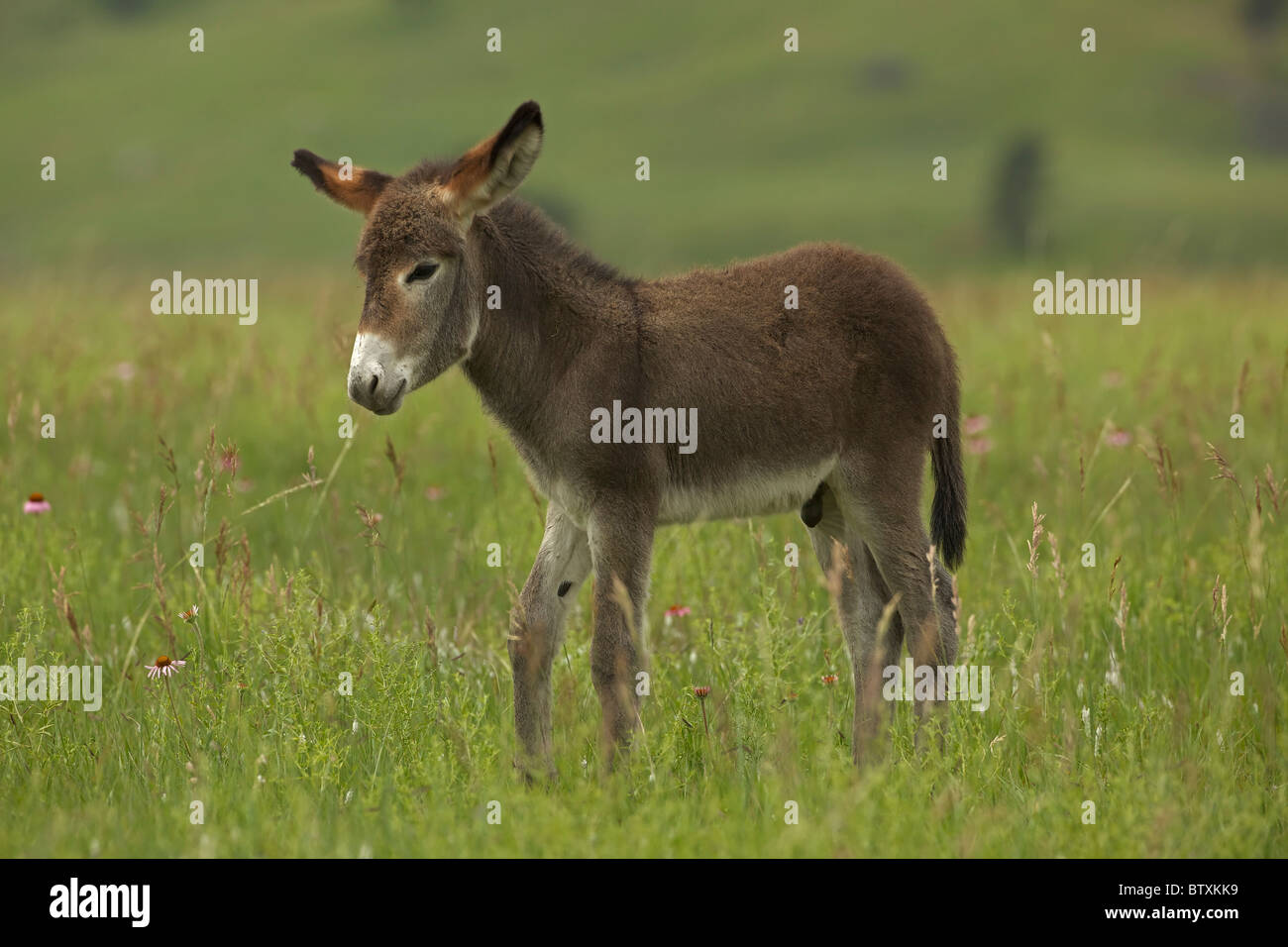 Feral Burro or Donkey (Equus asinus) (Equus africanus asinus) - Custer ...