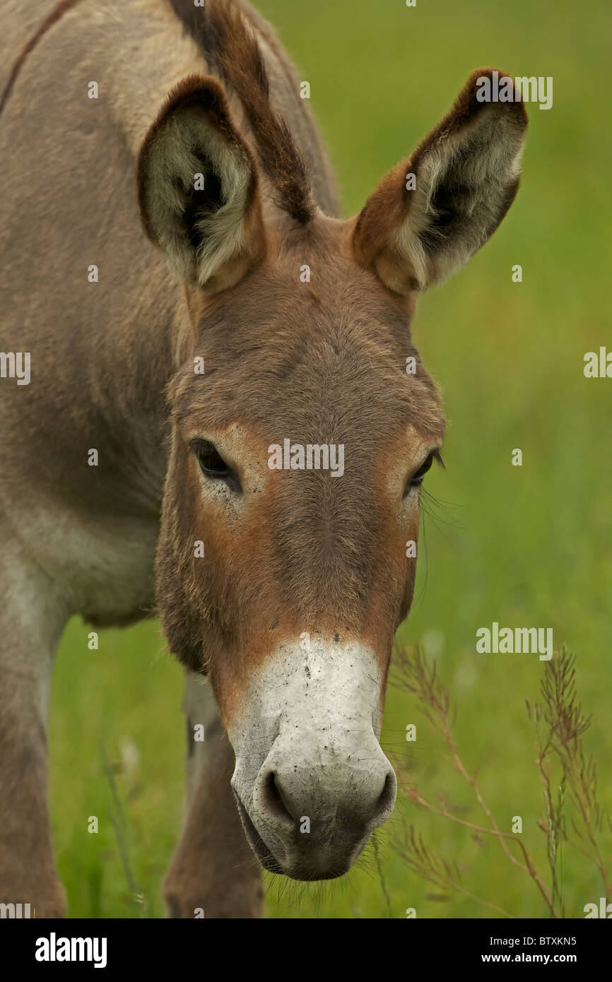Feral Burro or Donkey (Equus asinus) (Equus africanus asinus) - Custer State Park - South Dakota ...