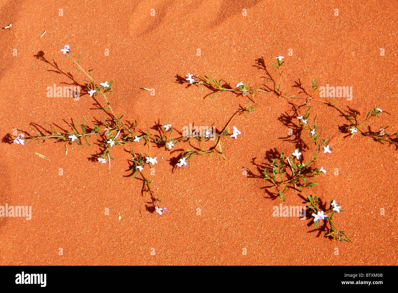 Arabian desert flowers hi-res stock photography and images - Alamy
