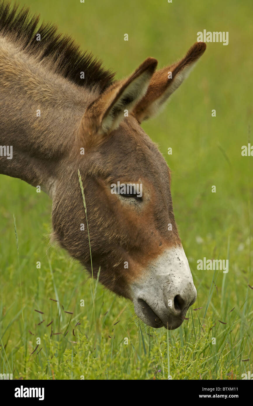Feral Burro or Donkey (Equus asinus) (Equus africanus asinus) - Custer ...