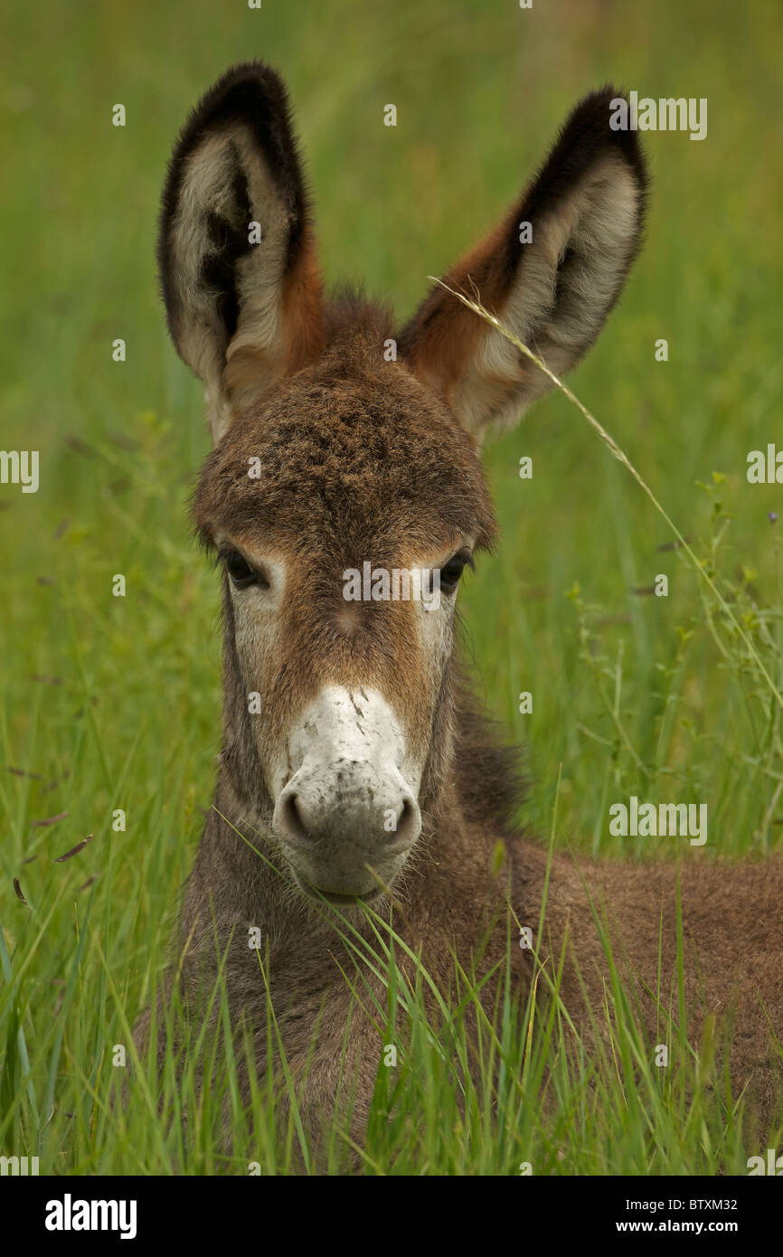Feral Burro or Donkey (Equus asinus) (Equus africanus asinus) - Custer ...