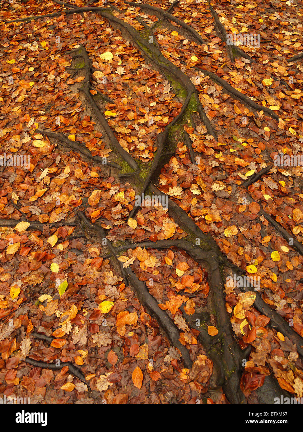 Autumn leaves and tree roots UK Stock Photo - Alamy