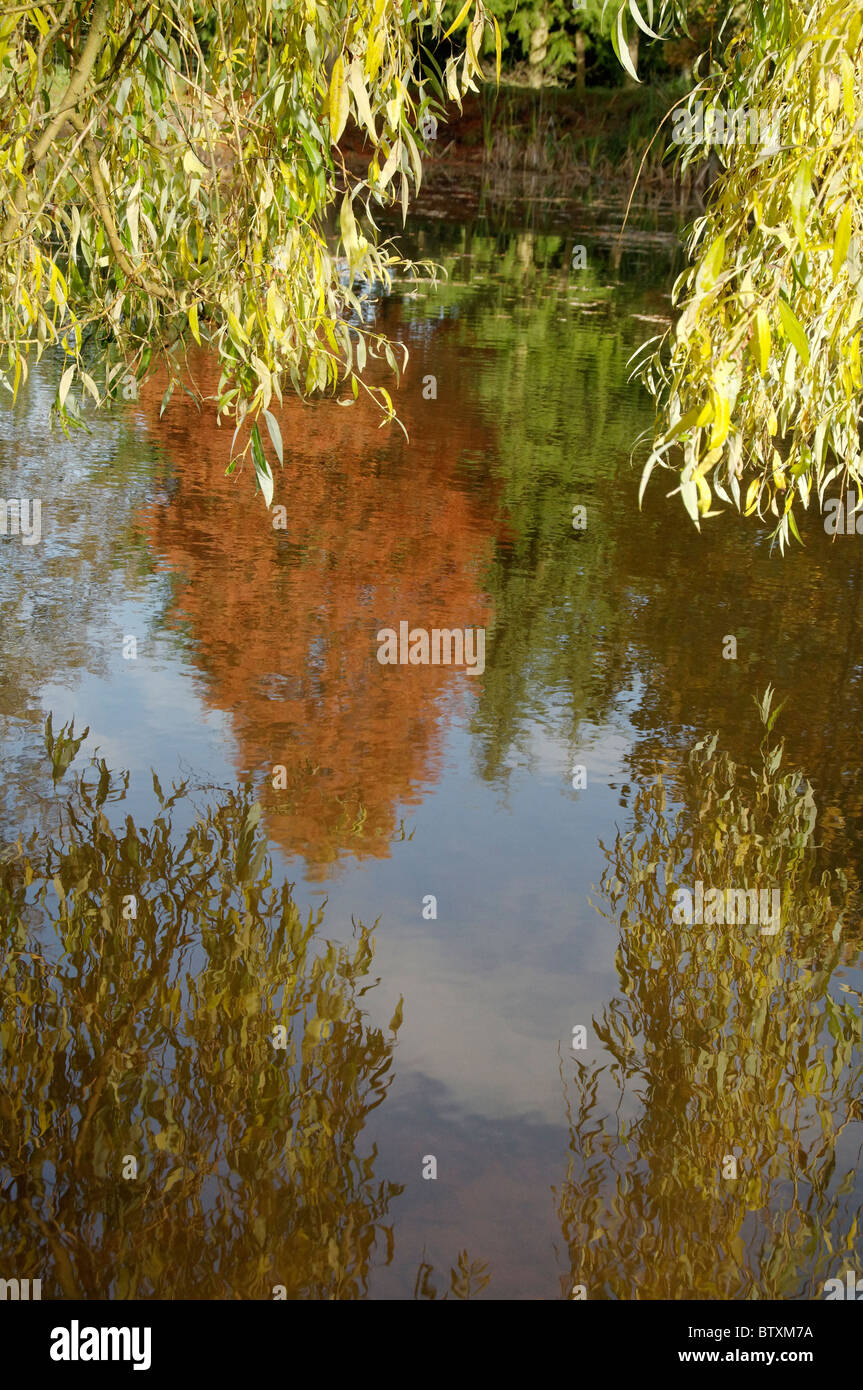 A Weeping Willow and other trees reflected in a still pool Stock Photo ...