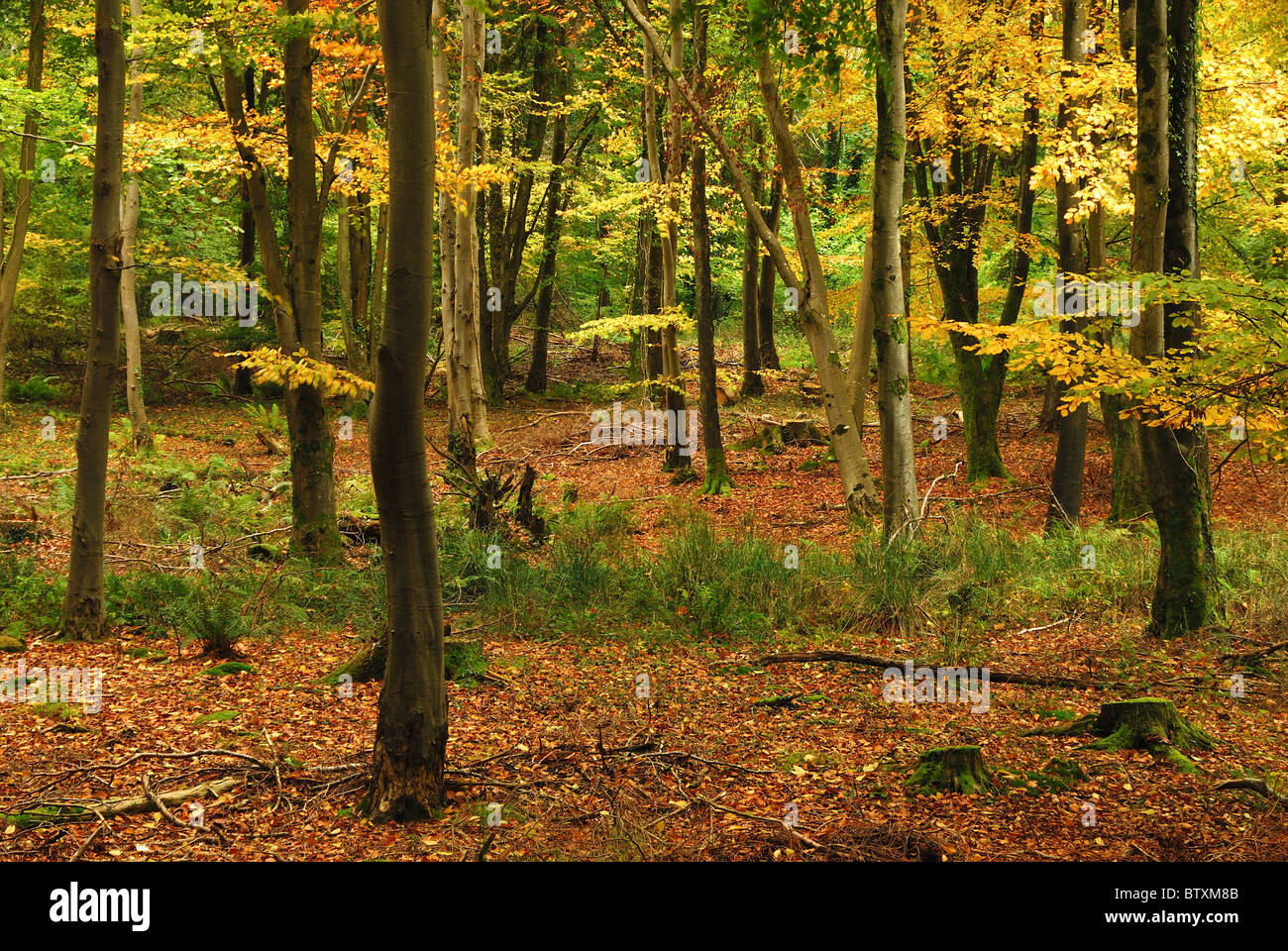 Puddletown forest hi-res stock photography and images - Alamy