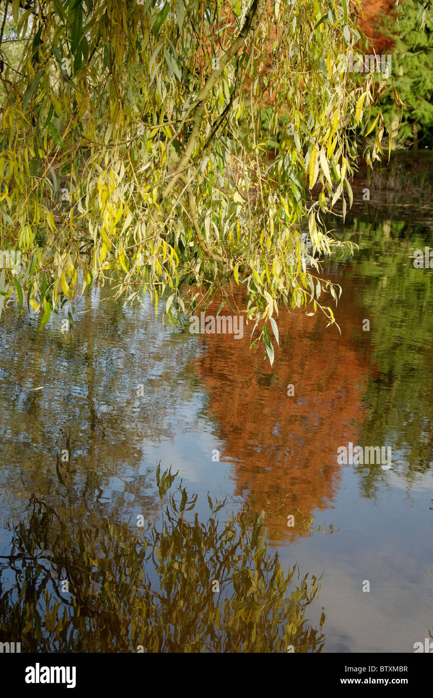 A Weeping Willow and other trees reflected in a still pool Stock Photo ...