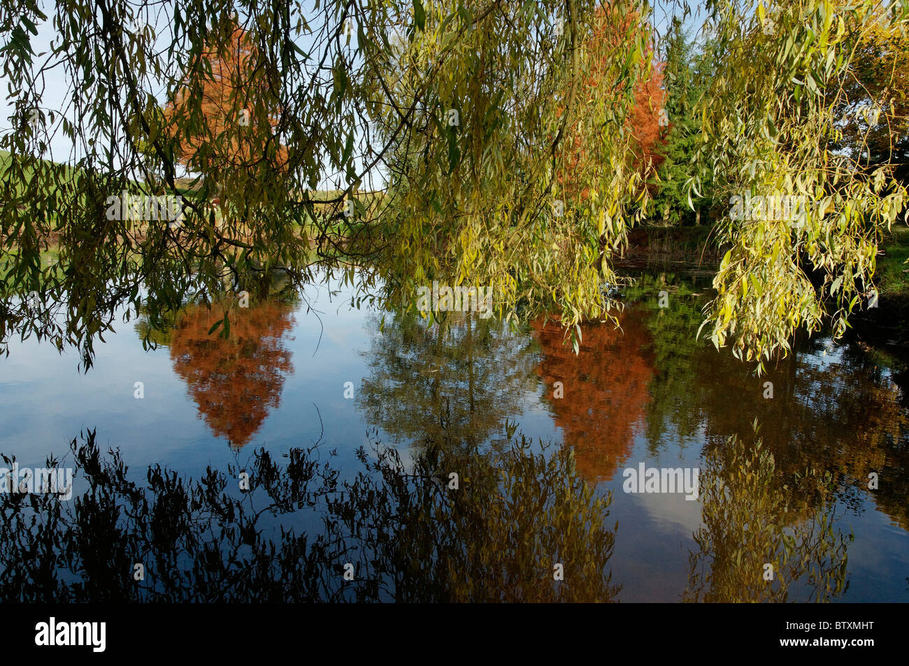 A Weeping Willow and other trees reflected in a still pool Stock Photo ...