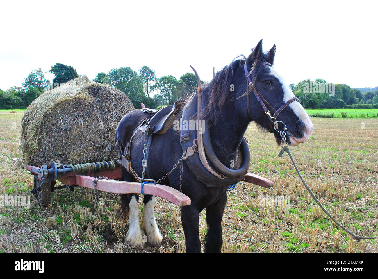 a working horse in full tackle at an agricultural show in blessington ...