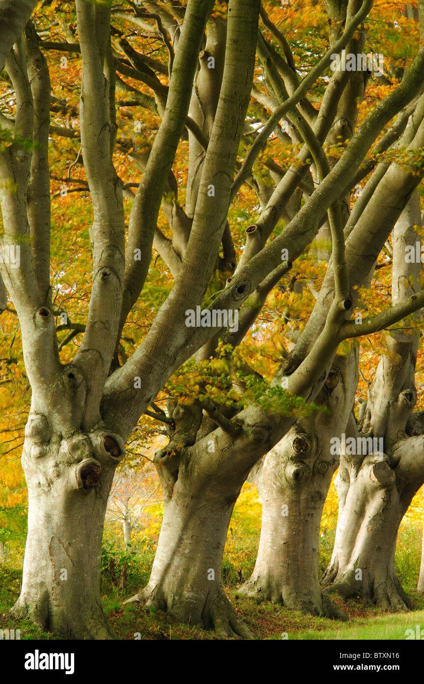 The avenue of beech trees near Badbury Rings, Dorset, ib Autumn UK ...