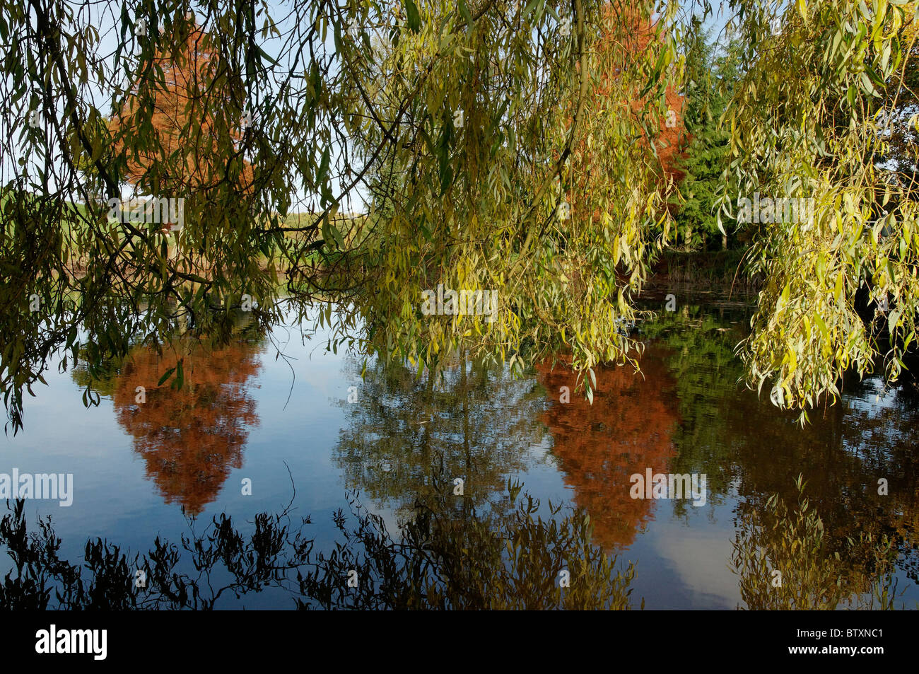 A Weeping Willow and other trees reflected in a still pool Stock Photo ...