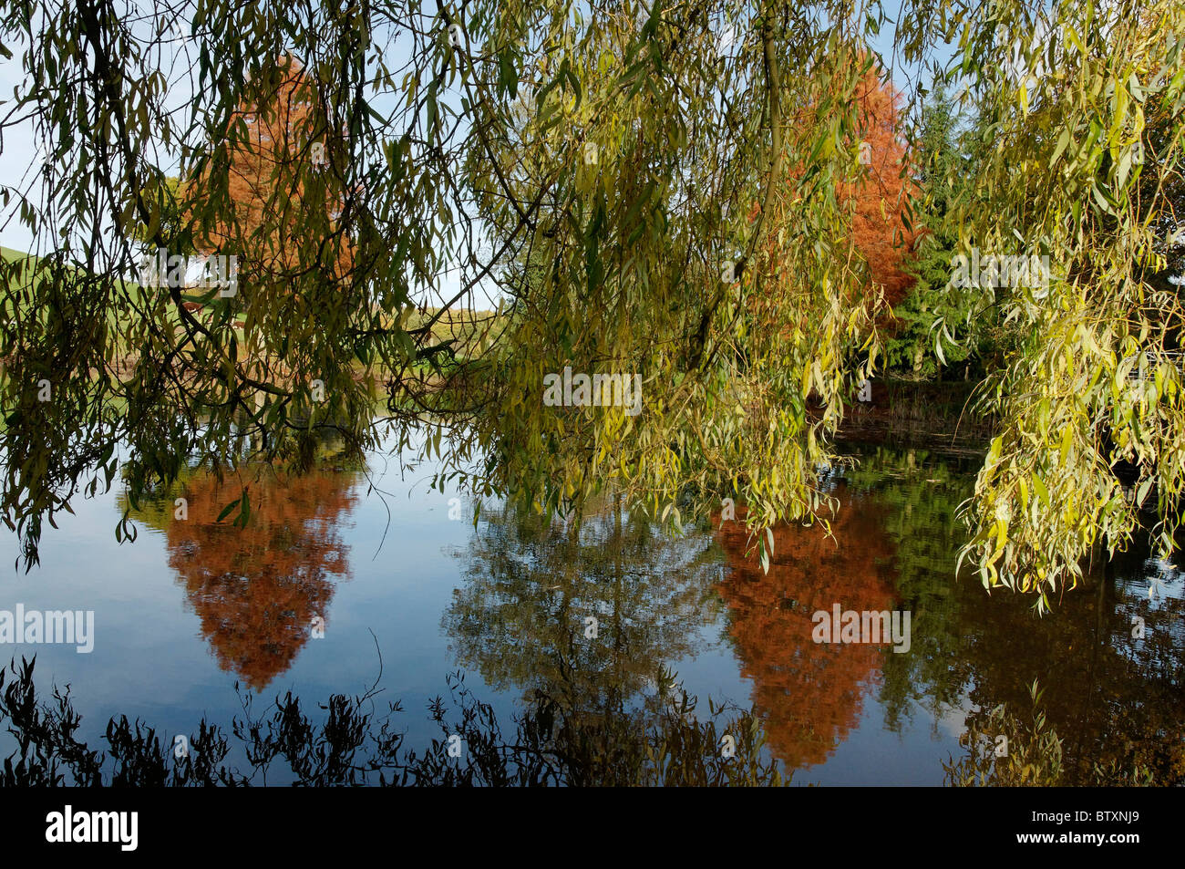 A Weeping Willow and other trees reflected in a still pool Stock Photo ...