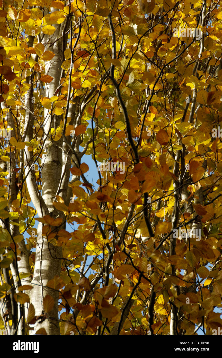 A Beech tree in autumn showing great colours Stock Photo - Alamy