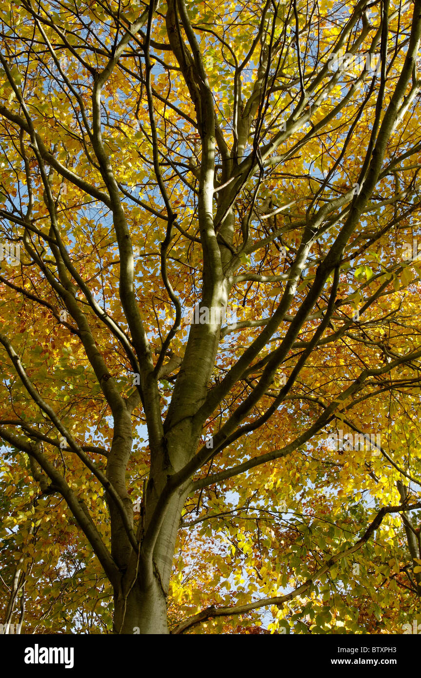 A Beech tree in autumn showing great colours Stock Photo - Alamy