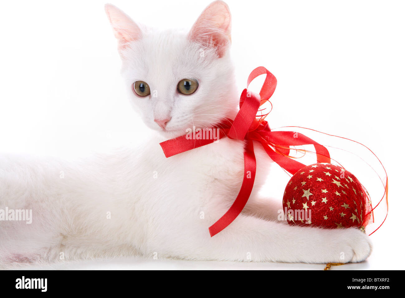 White Cat With Bell Ribbon