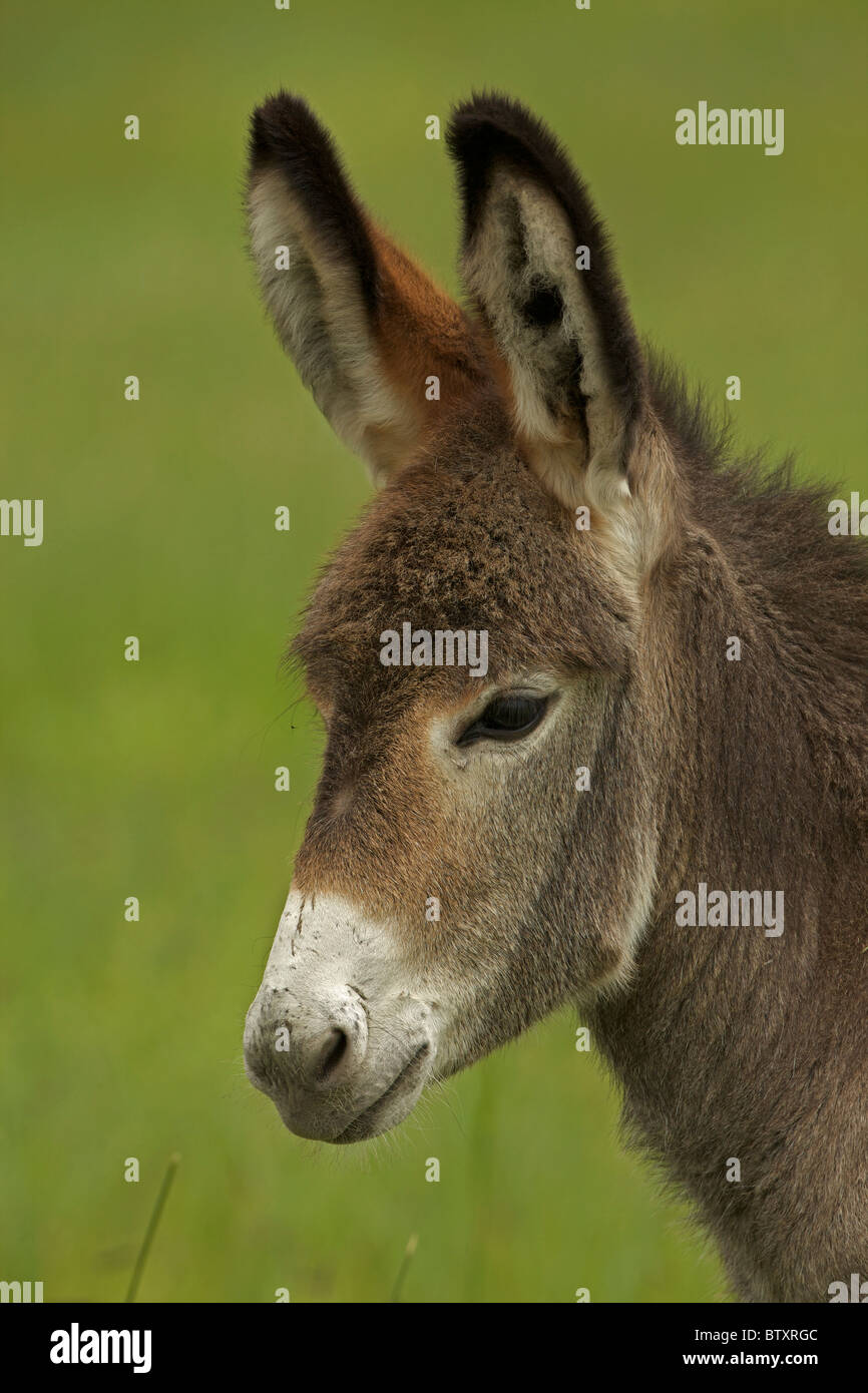 Feral Burro or Donkey (Equus asinus) (Equus africanus asinus) - Custer ...