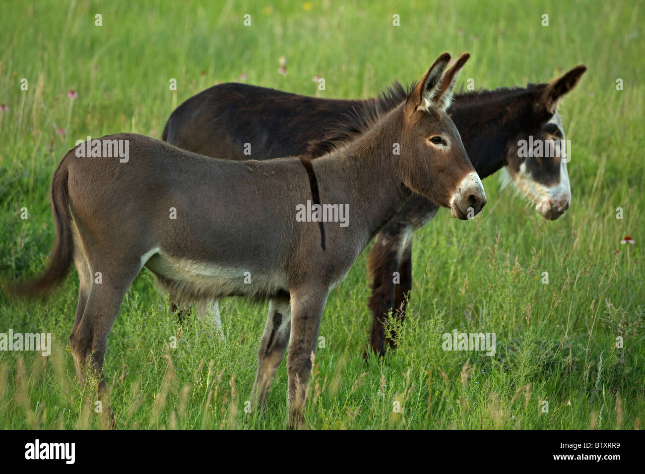 Feral Burro or Donkey (Equus asinus) (Equus africanus asinus) - Custer State Park - South Dakota ...