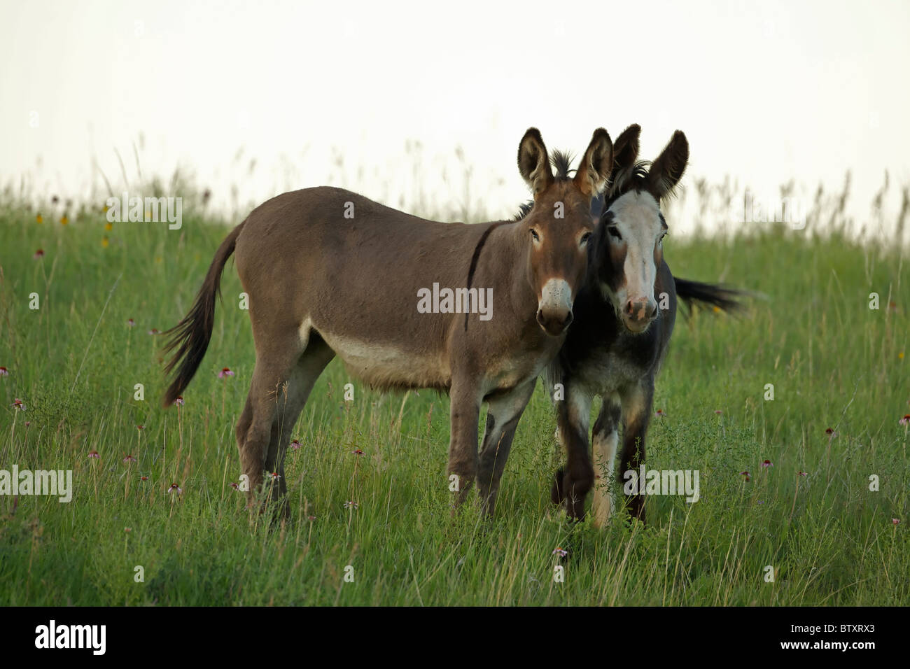 Feral Burro or Donkey (Equus asinus) (Equus africanus asinus) - Custer State Park - South Dakota ...