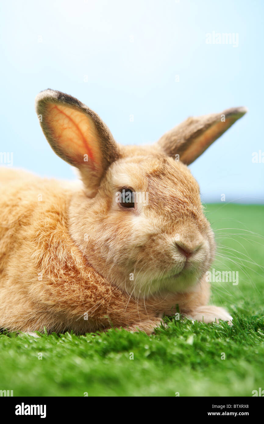 Image of cautious rabbit on green grass against blue sky Stock Photo ...