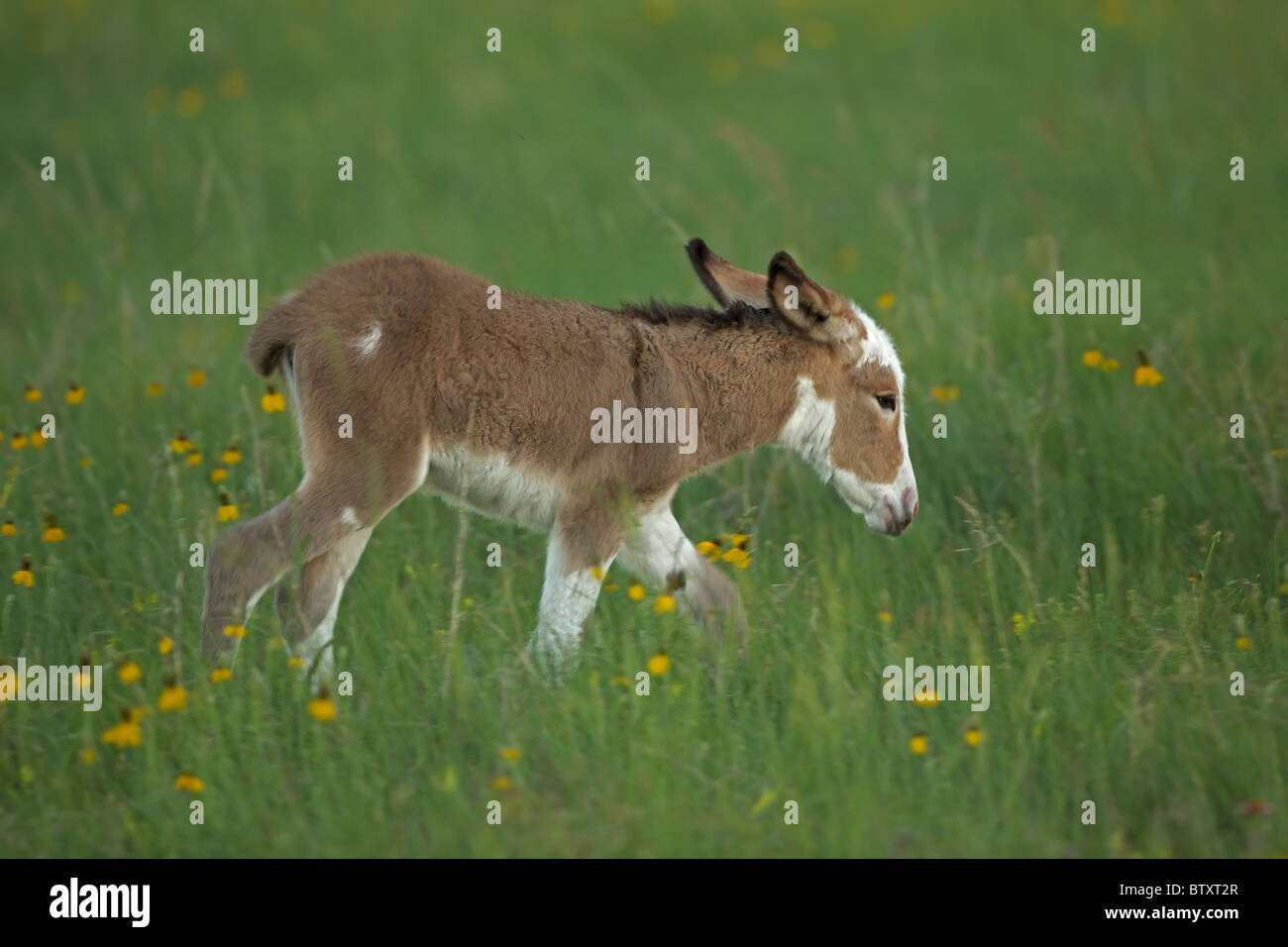 Feral Burro or Donkey (Equus asinus) (Equus africanus asinus) - Custer ...