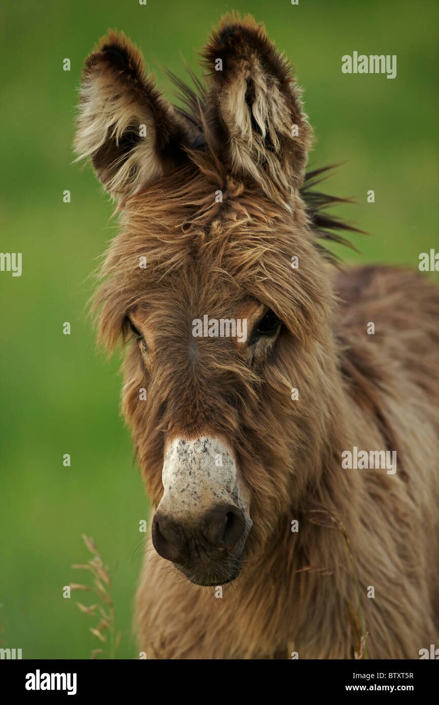 Feral Burro or Donkey (Equus asinus) (Equus africanus asinus) - Custer ...