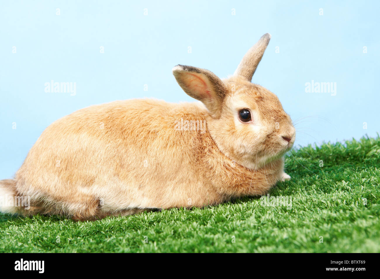 Blue rabbit hi-res stock photography and images - Alamy