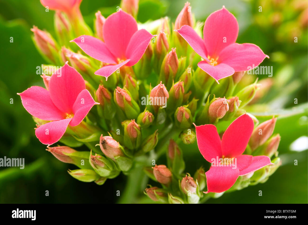 Detail of a Kalanchoe blossfeldiana Stock Photo - Alamy