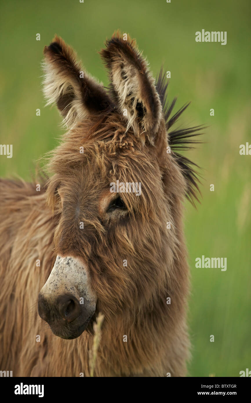 Feral Burro or Donkey (Equus asinus) (Equus africanus asinus) - Custer ...