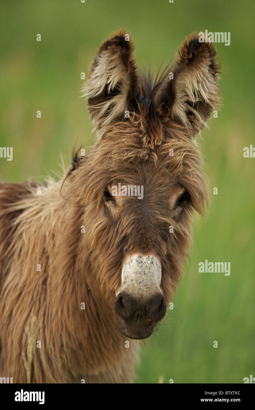 Feral Burro or Donkey (Equus asinus) (Equus africanus asinus) - Custer ...