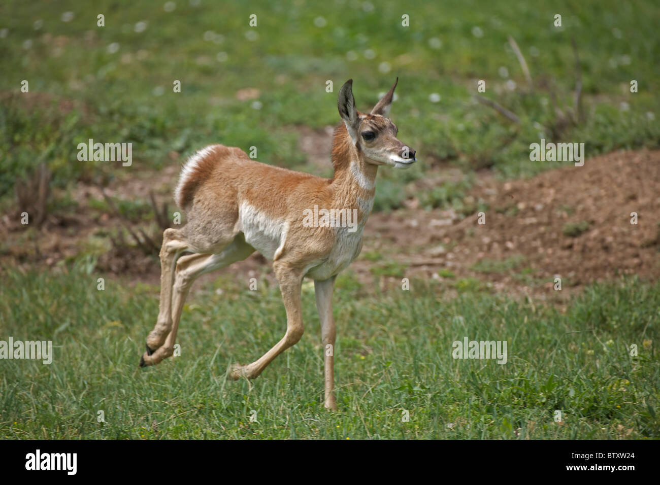 Pronghorn (Antelope) Young (Antilocapra americana) South Dakota - USA ...
