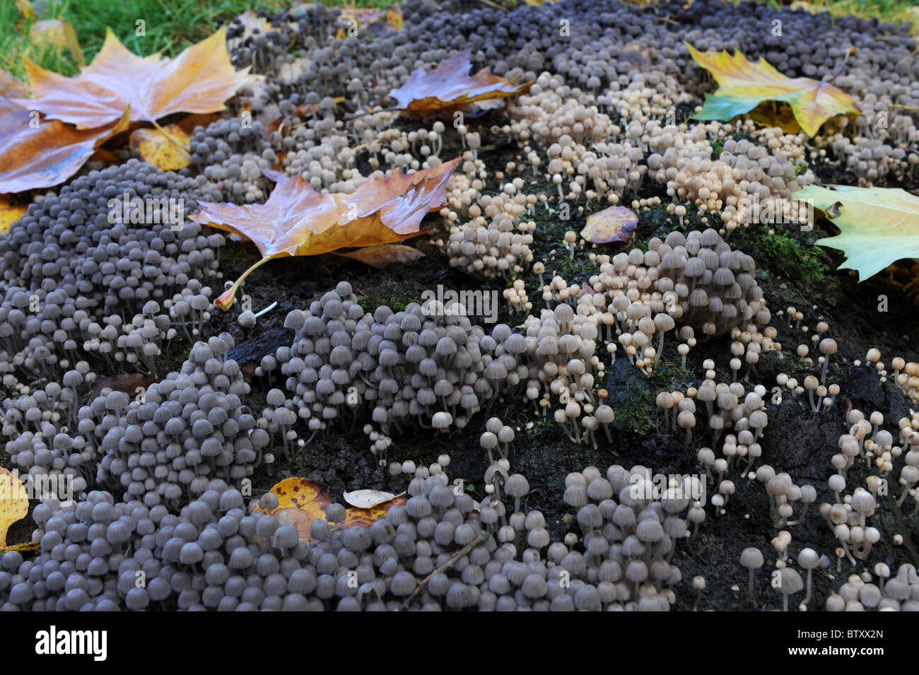 Fungi of england hi-res stock photography and images - Alamy