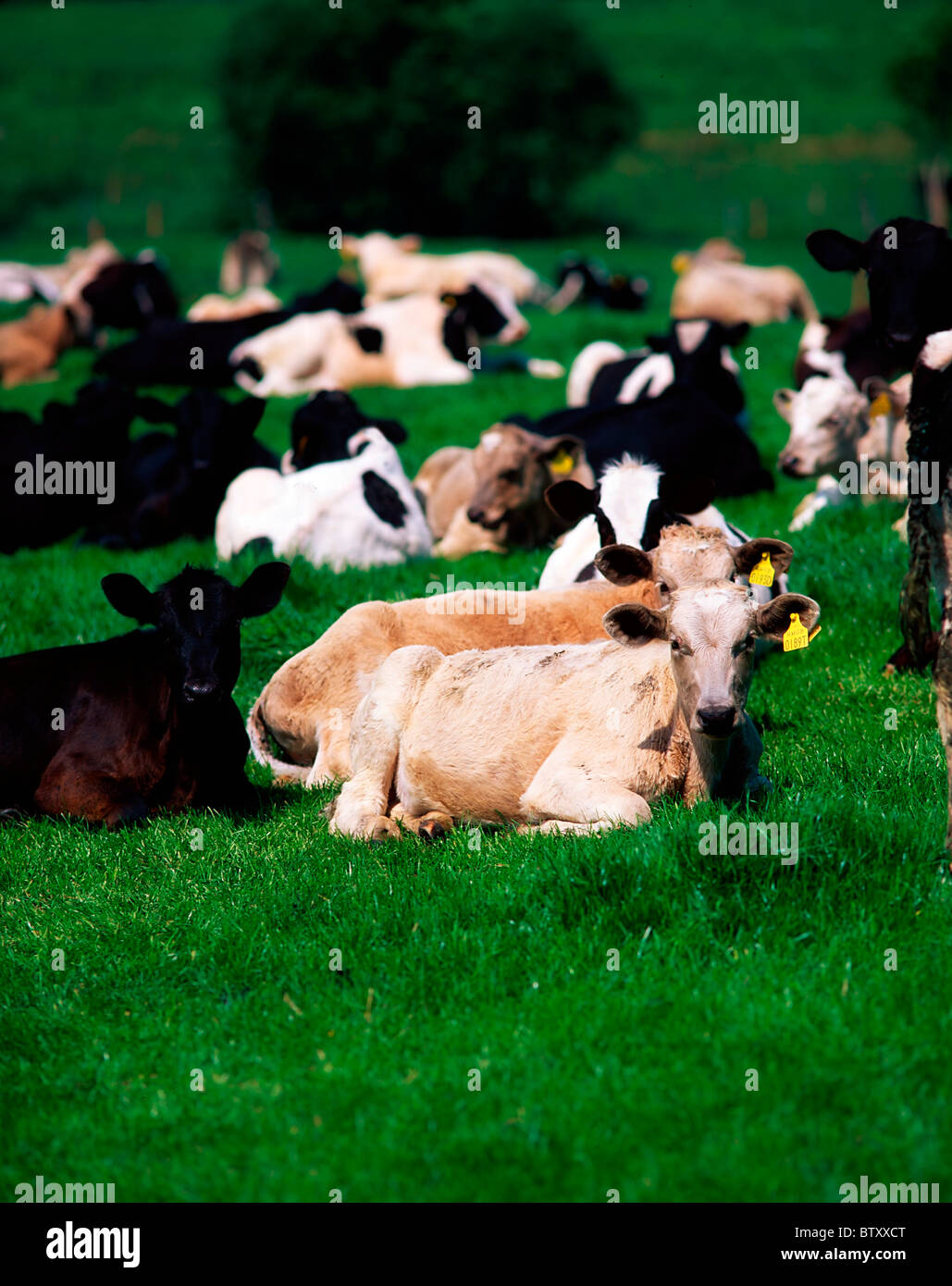 Ireland; Friesian Cattle Stock Photo - Alamy