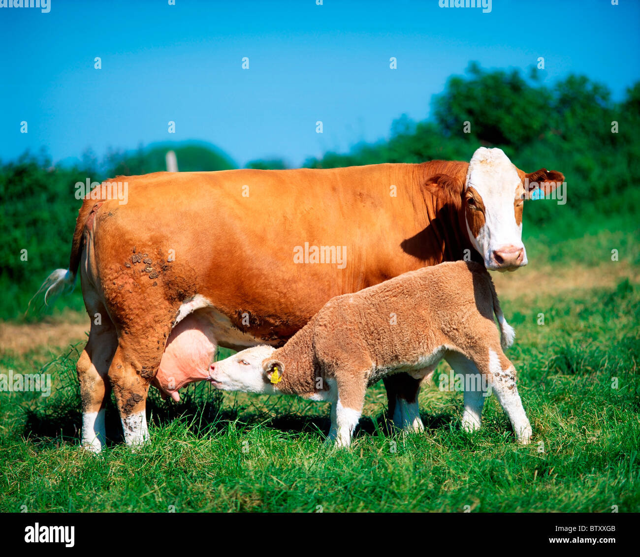 Young Cows Ireland High Resolution Stock Photography and Images - Alamy