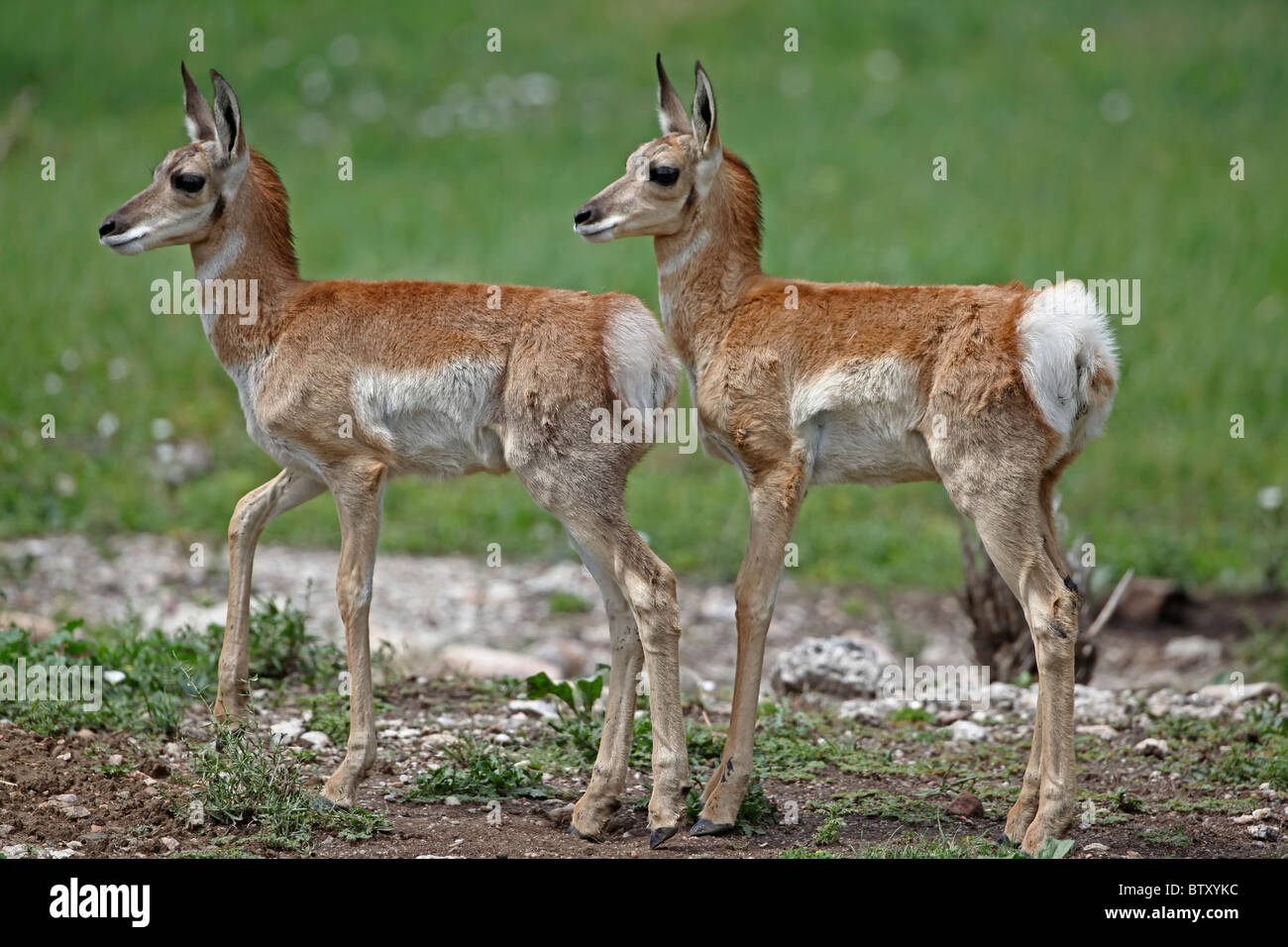 Baby pronghorns hi-res stock photography and images - Alamy