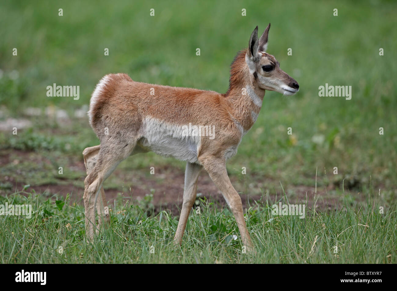 Baby pronghorns hi-res stock photography and images - Alamy
