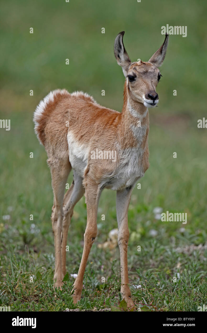 Baby pronghorns hi-res stock photography and images - Alamy