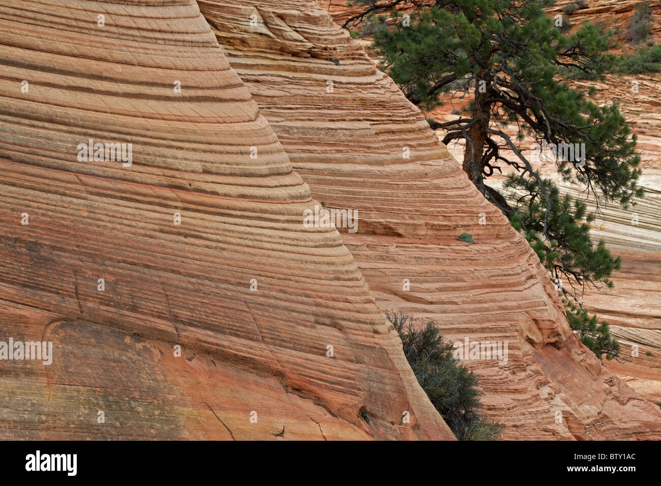 Zion National Park - Utah - USA - Showing cross-bedded layers in ...