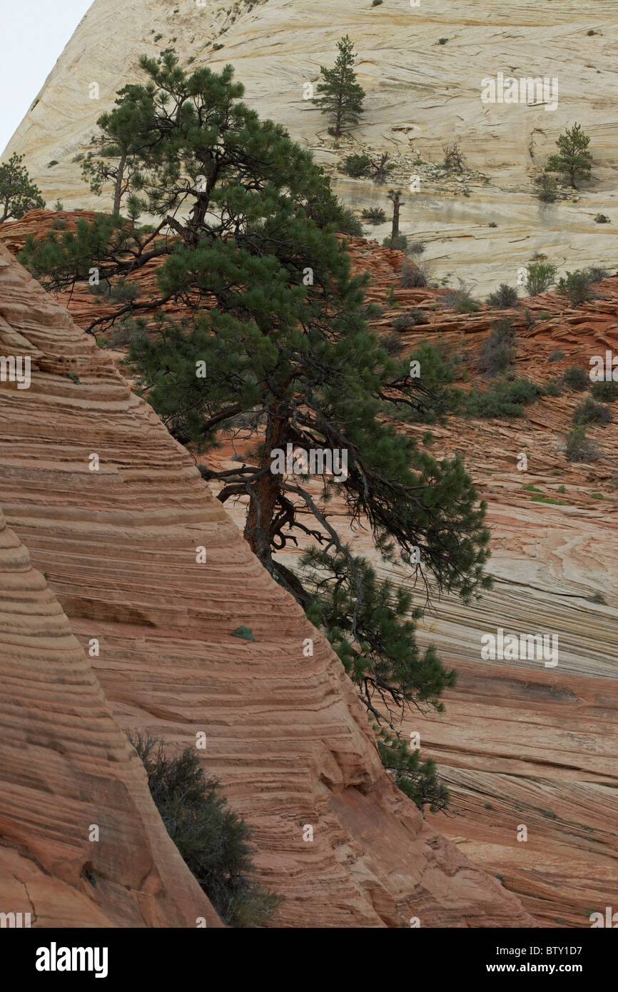 Zion National Park - Utah - USA - Showing cross-bedded layers in ...