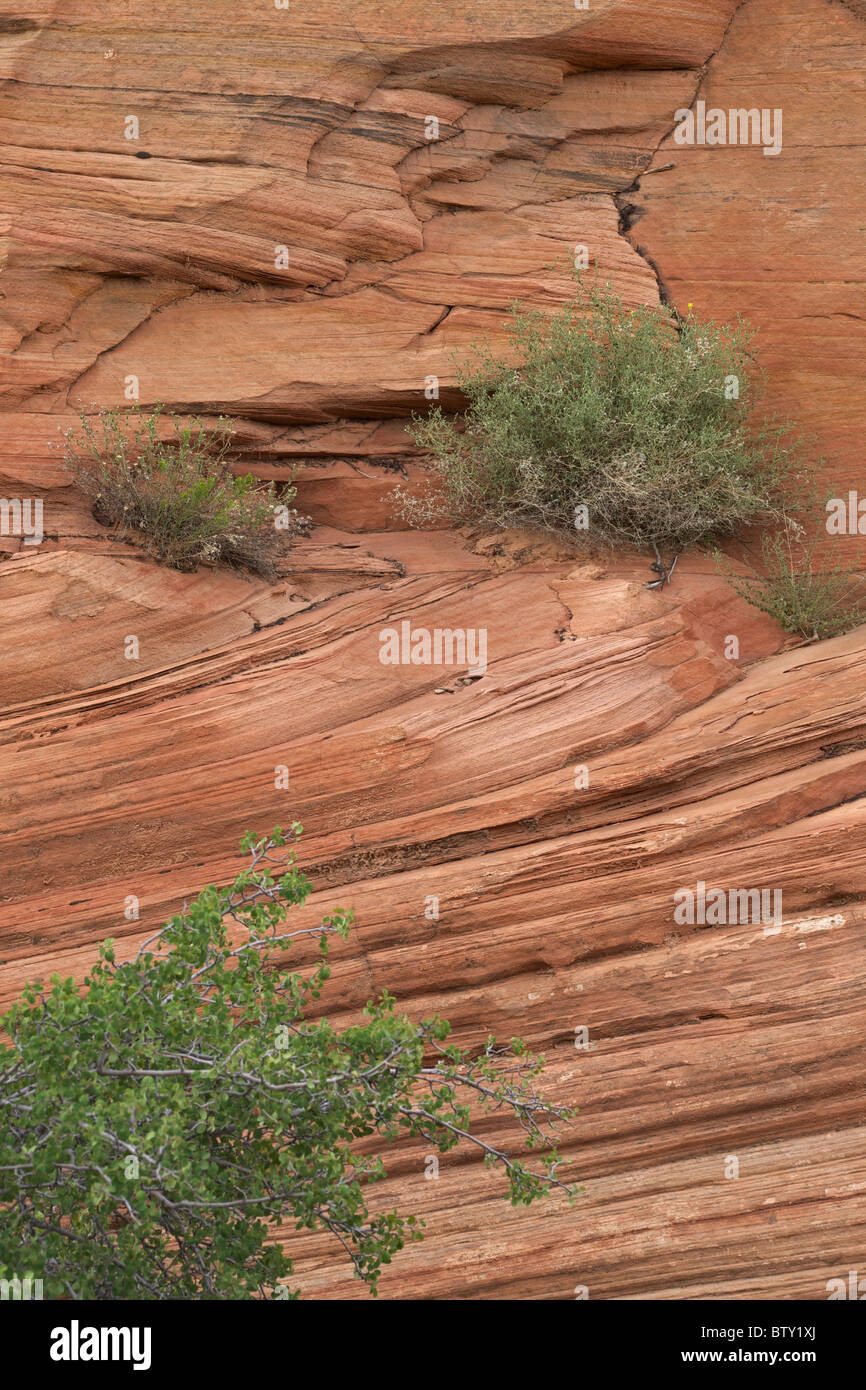 Zion National Park - Utah - USA - Showing cross-bedded layers in ...